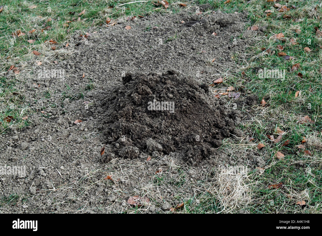 Underground tunnel moles hi-res stock photography and images - Alamy