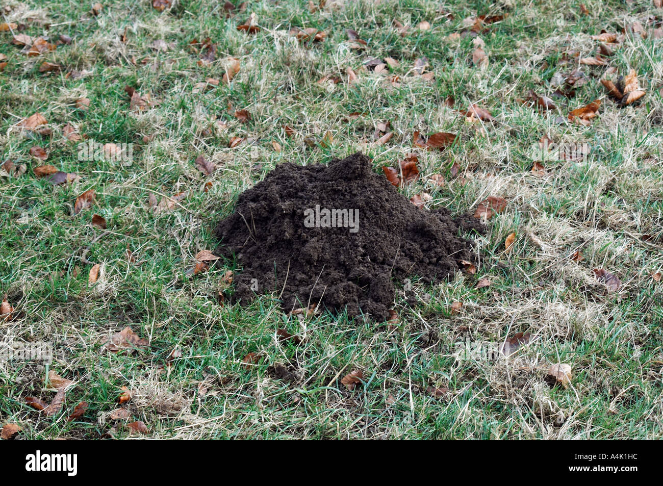 Underground tunnel moles hi-res stock photography and images - Alamy