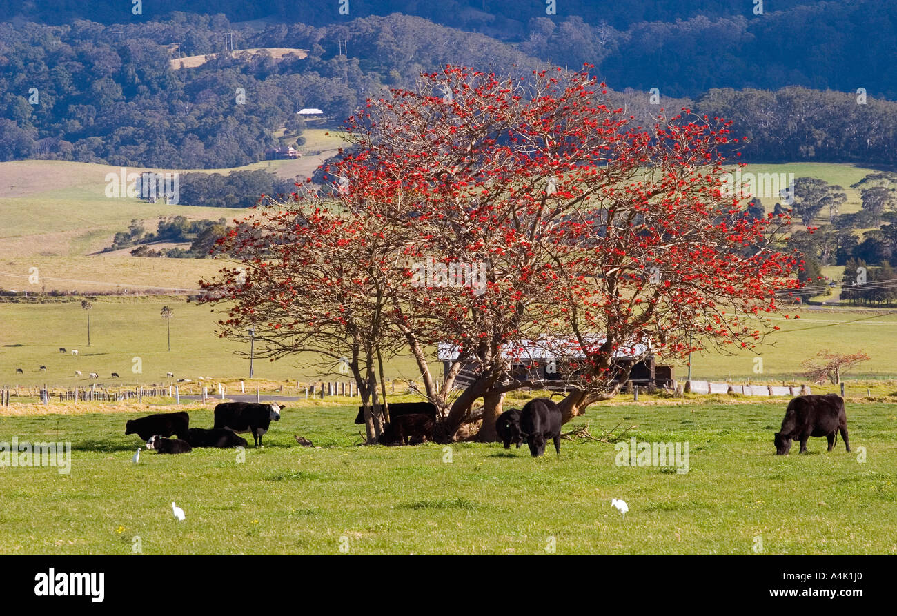 Spring buds trees hi-res stock photography and images - Alamy