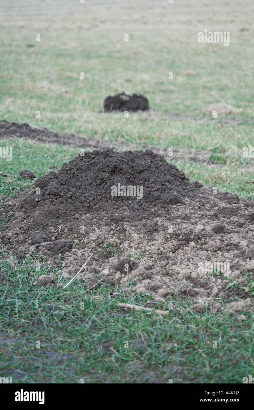 Mole hill molehills tunnel ,damage, moles , garden pest, nuisance ...