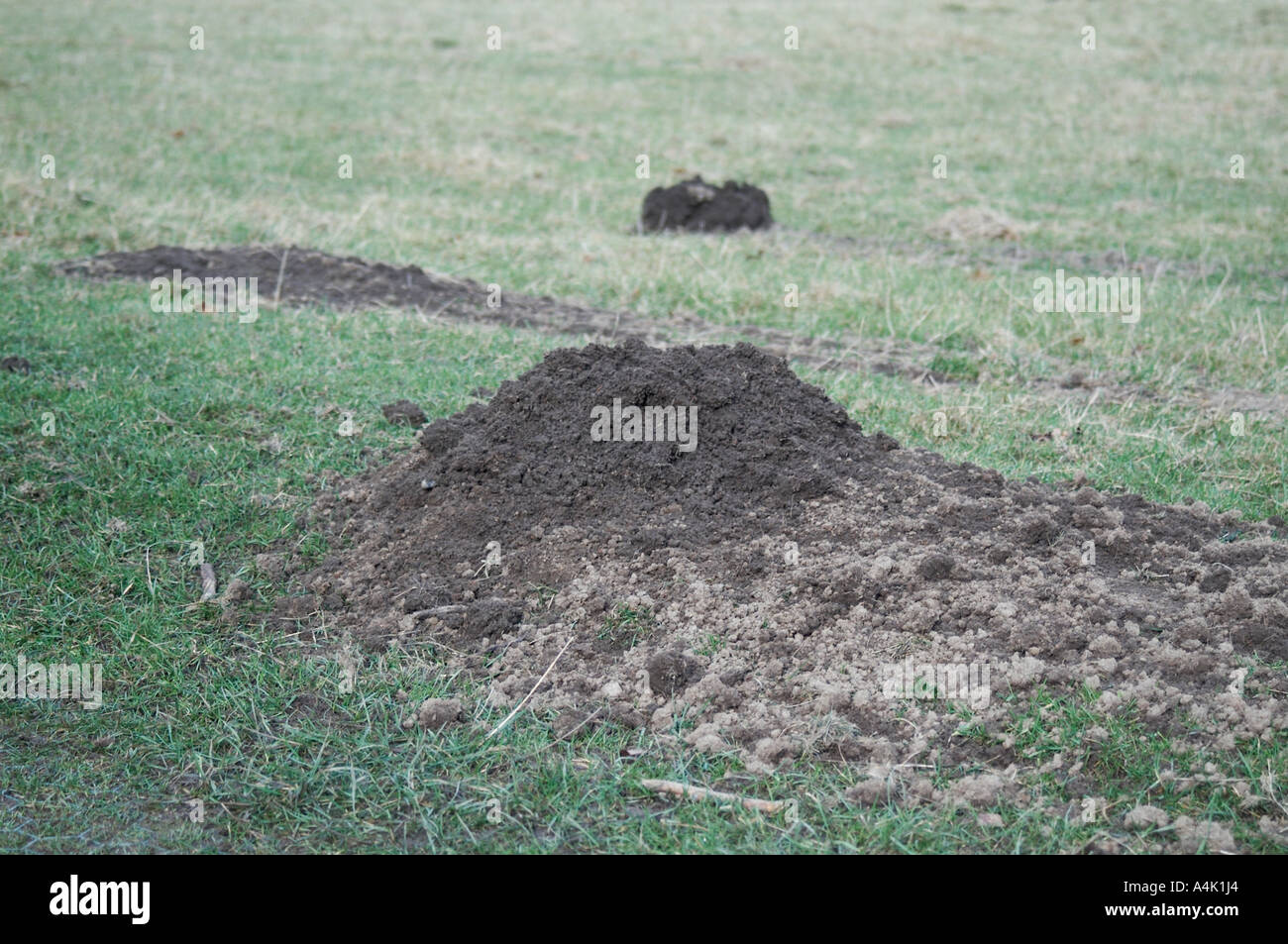 Underground tunnel moles hi-res stock photography and images - Alamy