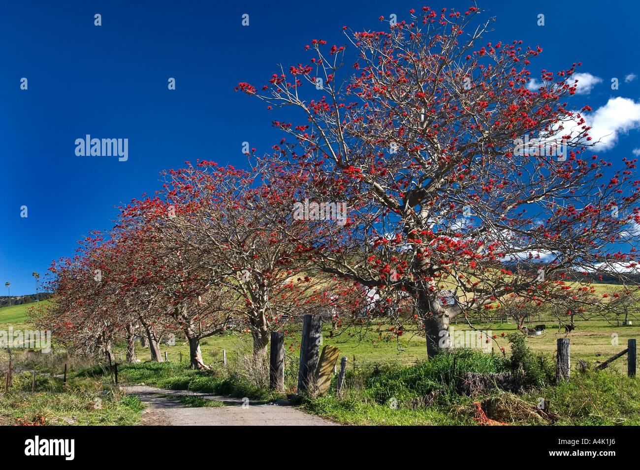 Spring buds trees hi-res stock photography and images - Alamy