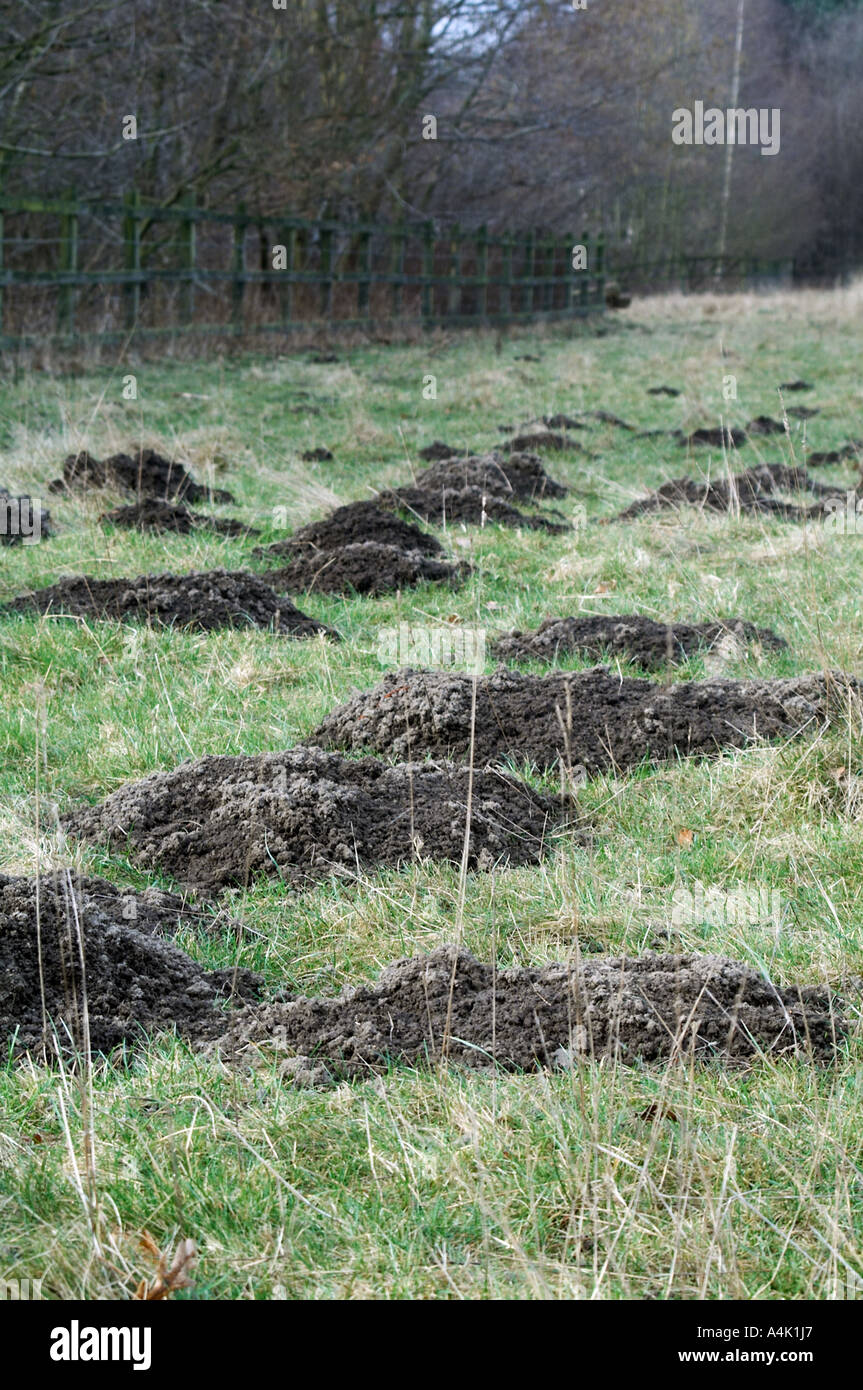 Underground tunnel moles hi-res stock photography and images - Alamy