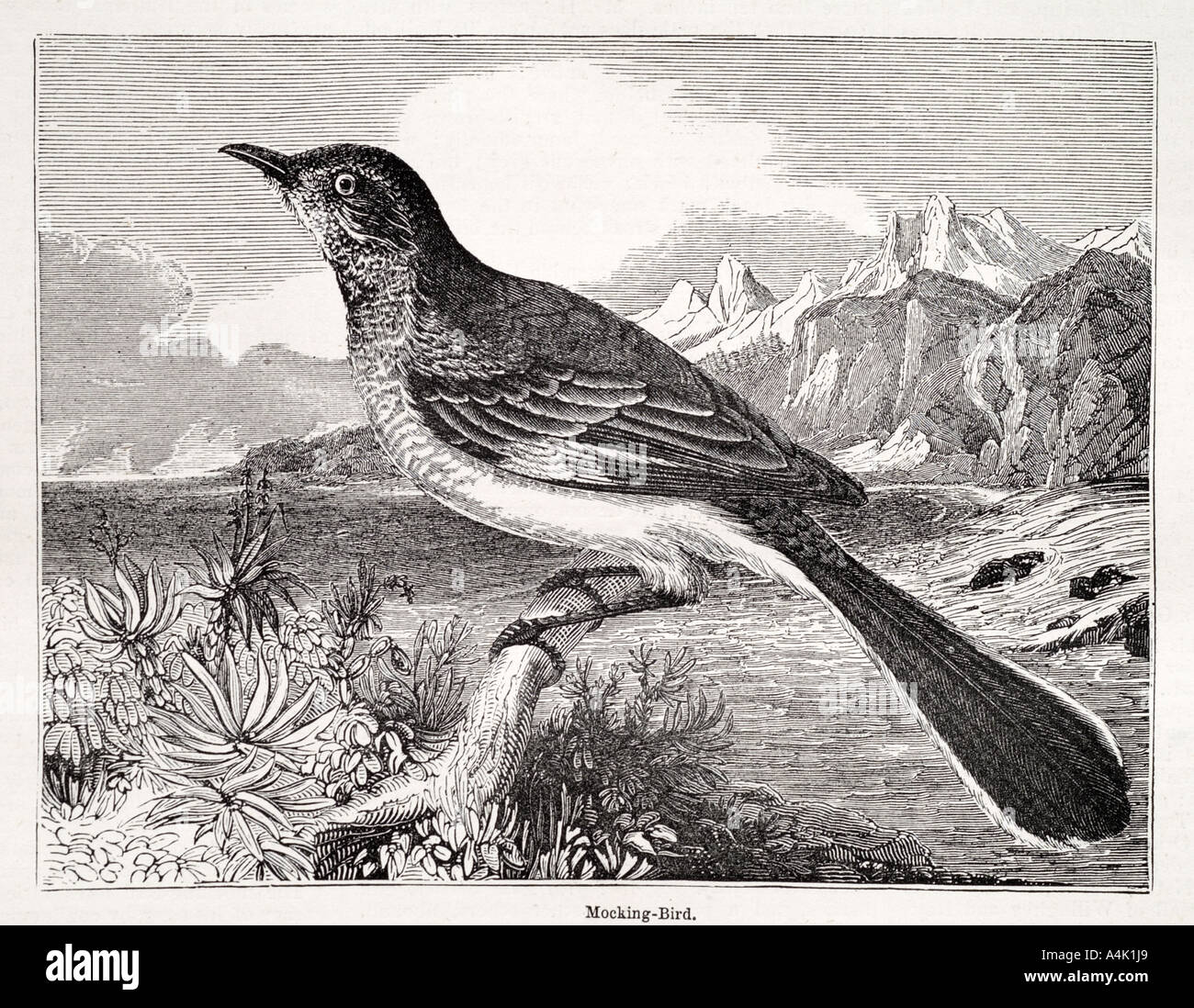 Victorian natural history hi-res stock photography and images - Alamy