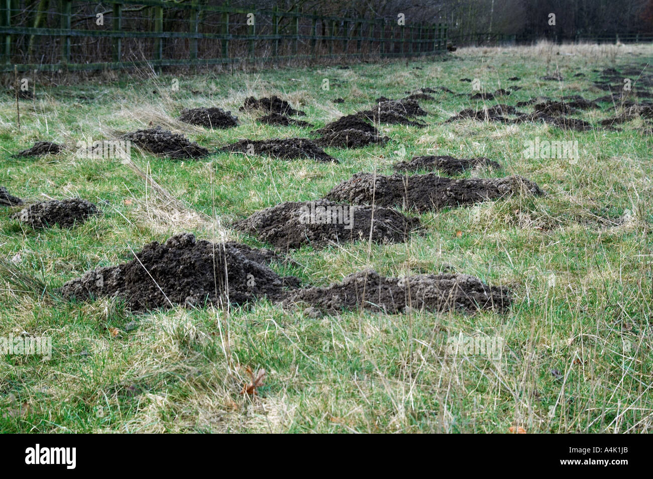 Mole hill molehills tunnel ,damage, moles , garden pest, nuisance ...