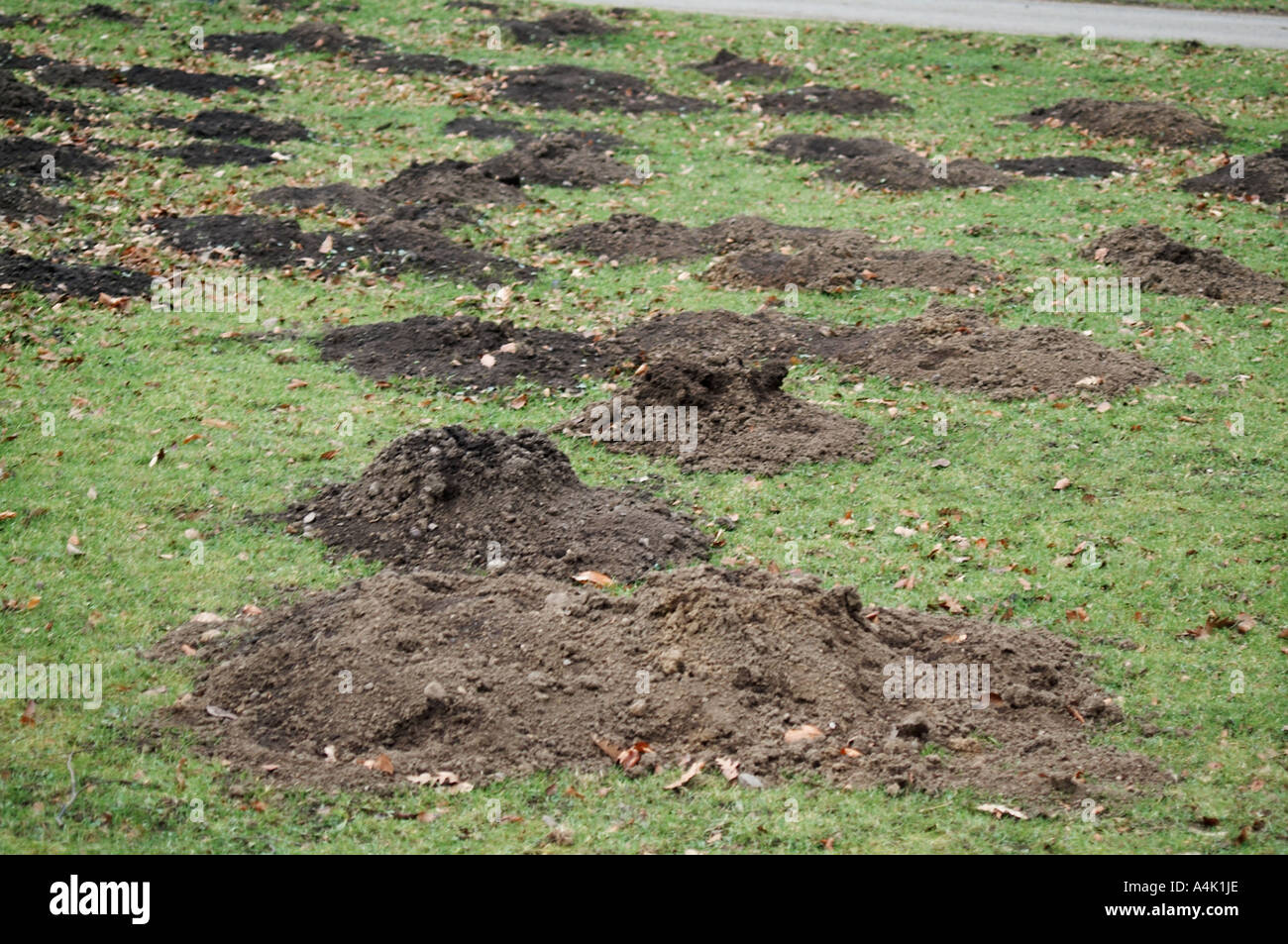 Mole hill molehills tunnel ,damage, moles , garden pest, nuisance, vermin Great ,Britain, GB uk ...