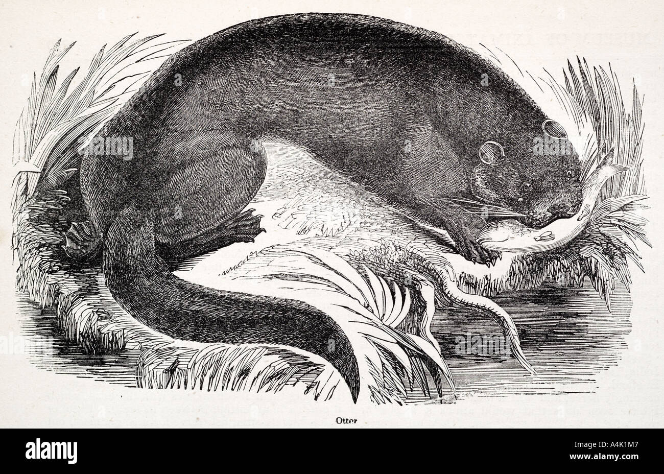 otter lutra mustelid fur aquatic web toe strong tail brown fresh salt ...