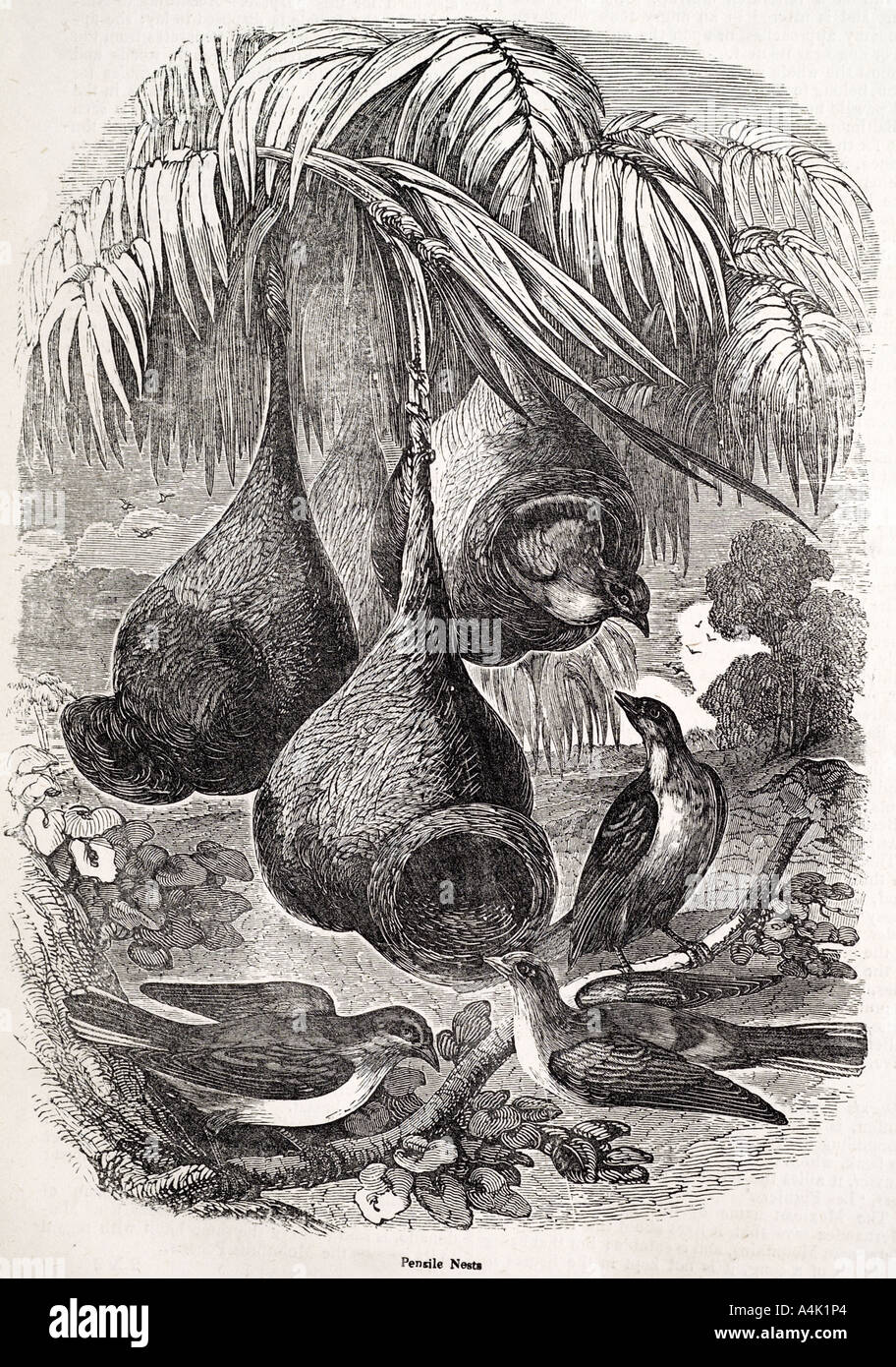 A weaver bird nest Cut Out Stock Images & Pictures - Alamy