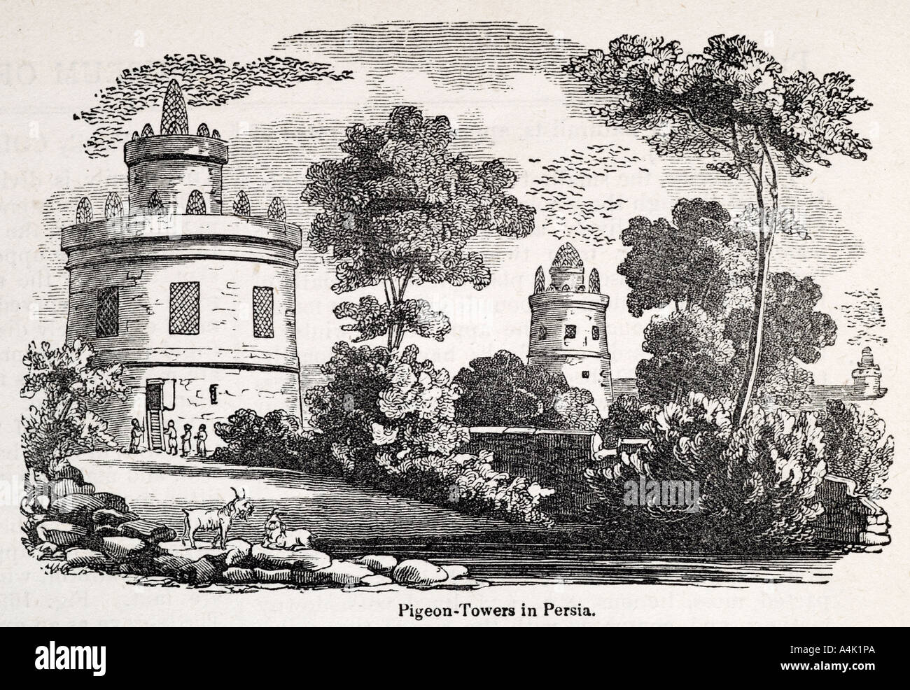 Pidgeon hi-res stock photography and images - Alamy