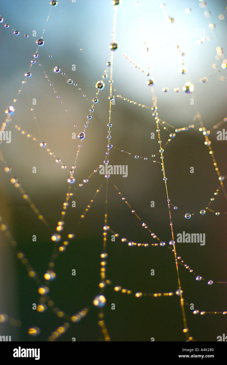droplets on spider web Stock Photo - Alamy
