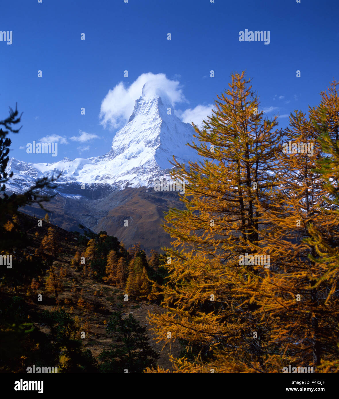 Matterhorn with a fresh covering of snow and fir trees in autumn ...