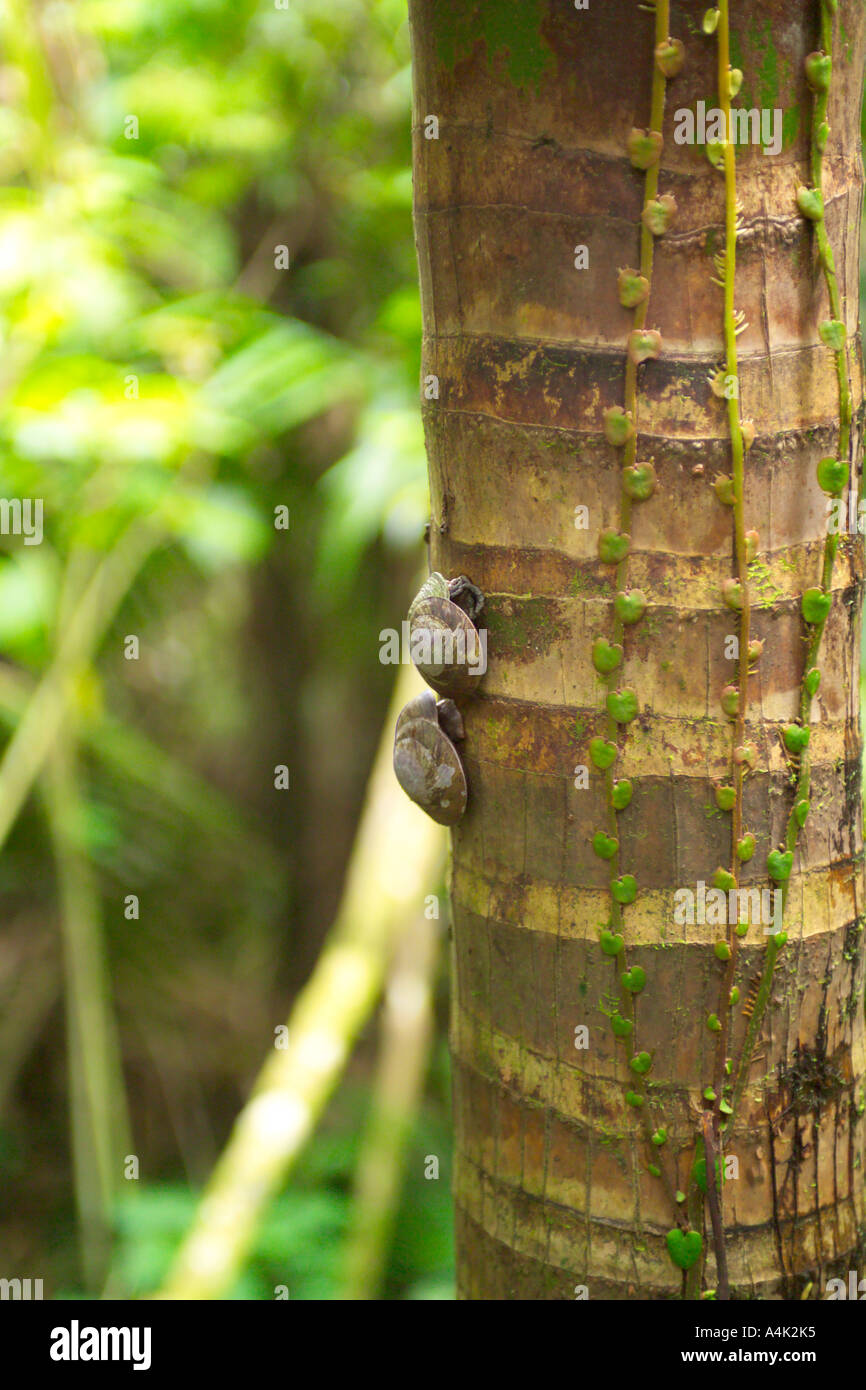 Snails on a bamboo tree in the Puerto Rican rain forest Stock Photo - Alamy