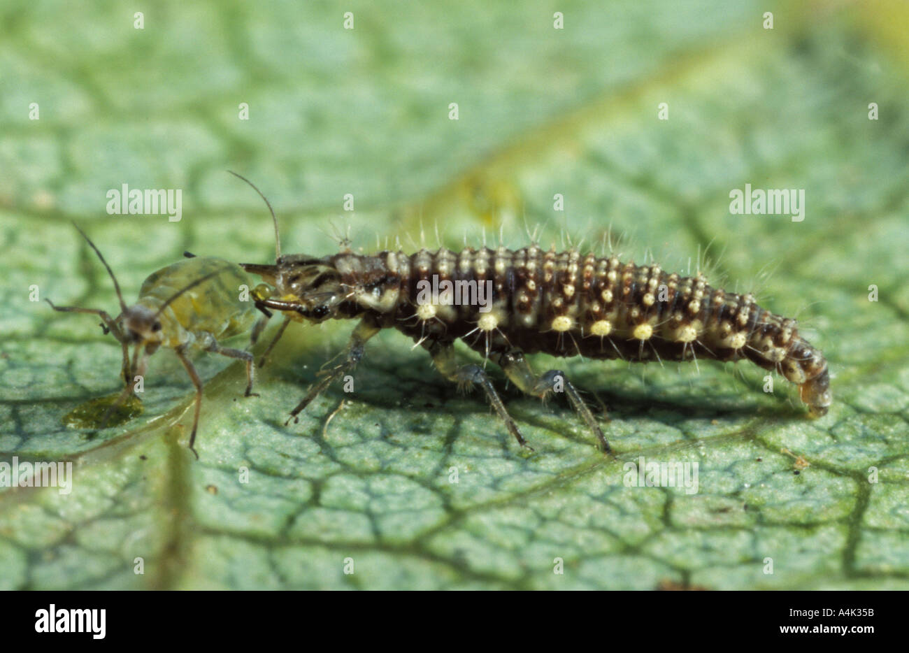 Green Lacewing UK Stock Photo - Alamy