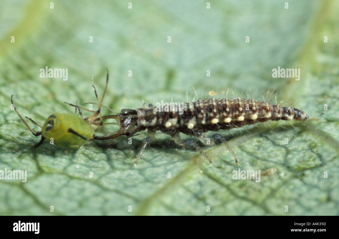 Green Lacewing UK Stock Photo - Alamy