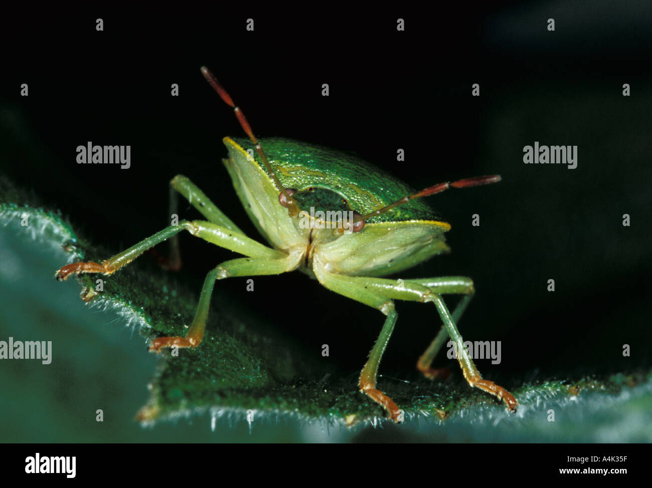 Green Shield Bug UK Stock Photo - Alamy