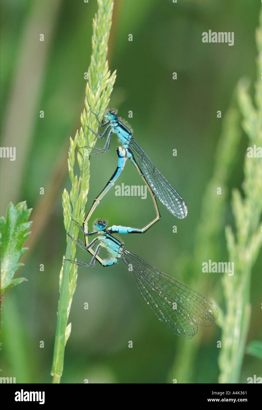 Common Blue Damselflies mating UK Stock Photo - Alamy