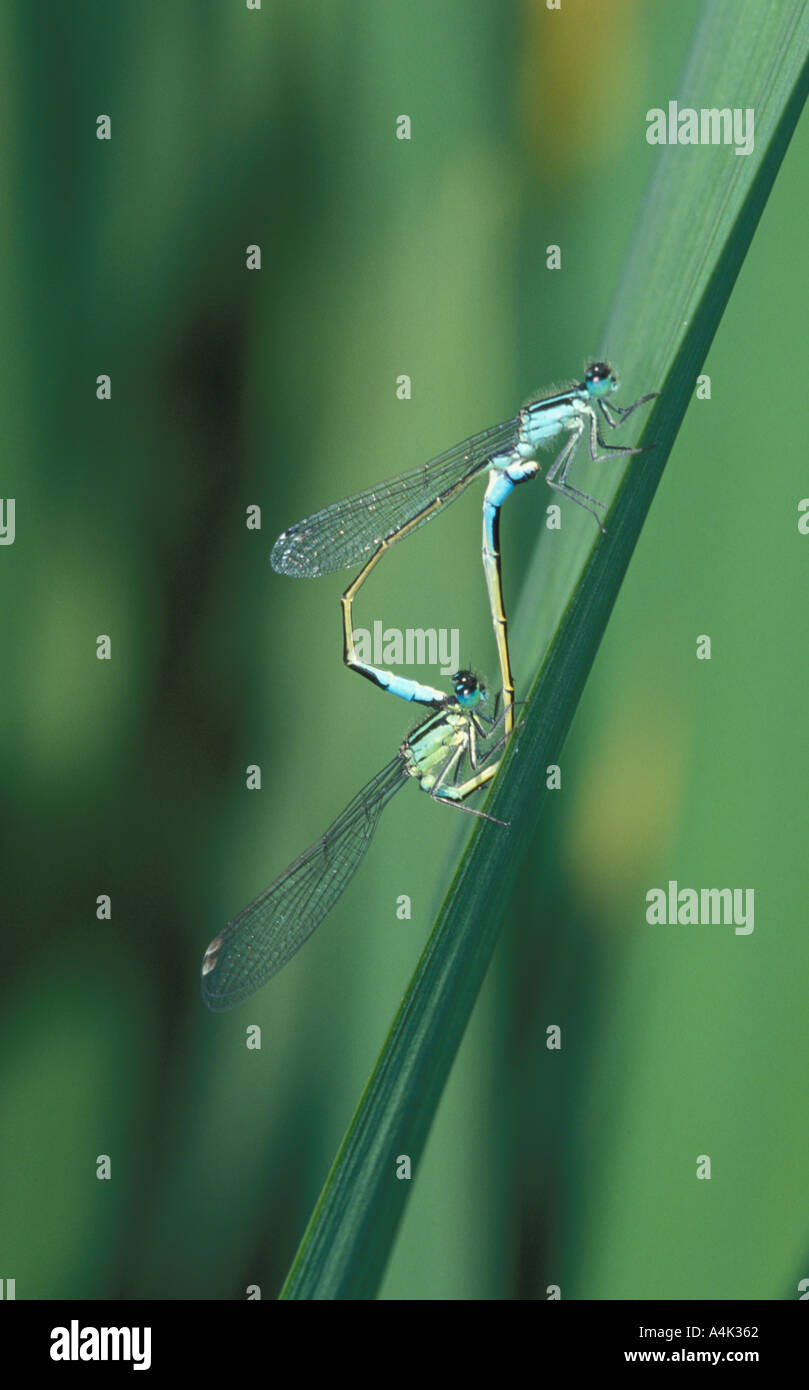 Common Blue Damselflies mating UK Stock Photo - Alamy