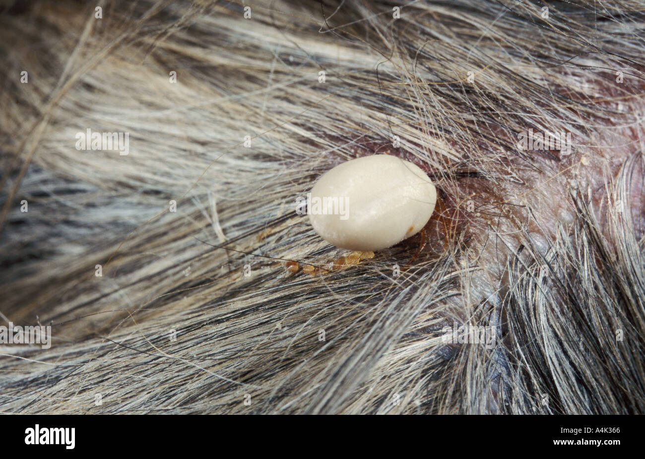 Tick feeding on blood of mammal dog Stock Photo - Alamy