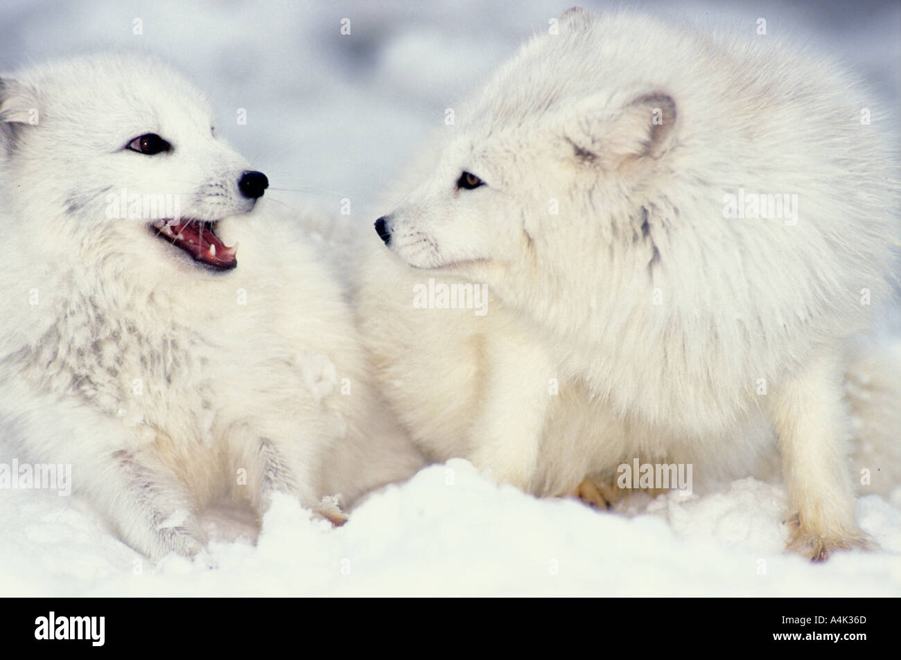 Arctic Fox Minnesota USA Stock Photo - Alamy