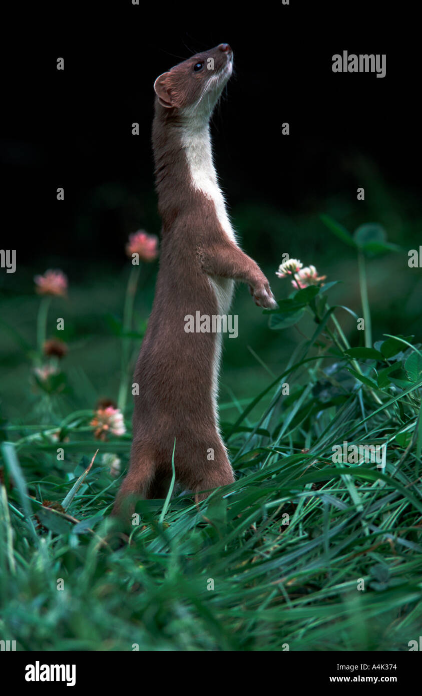 Stoat British Stock Photos & Stoat British Stock Images - Alamy