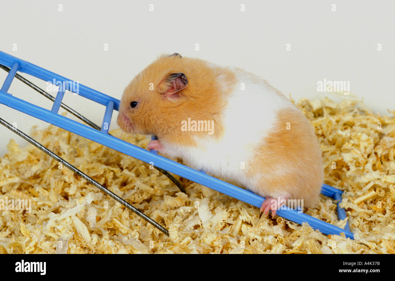 Hamster climbing on ladder Stock Photo - Alamy