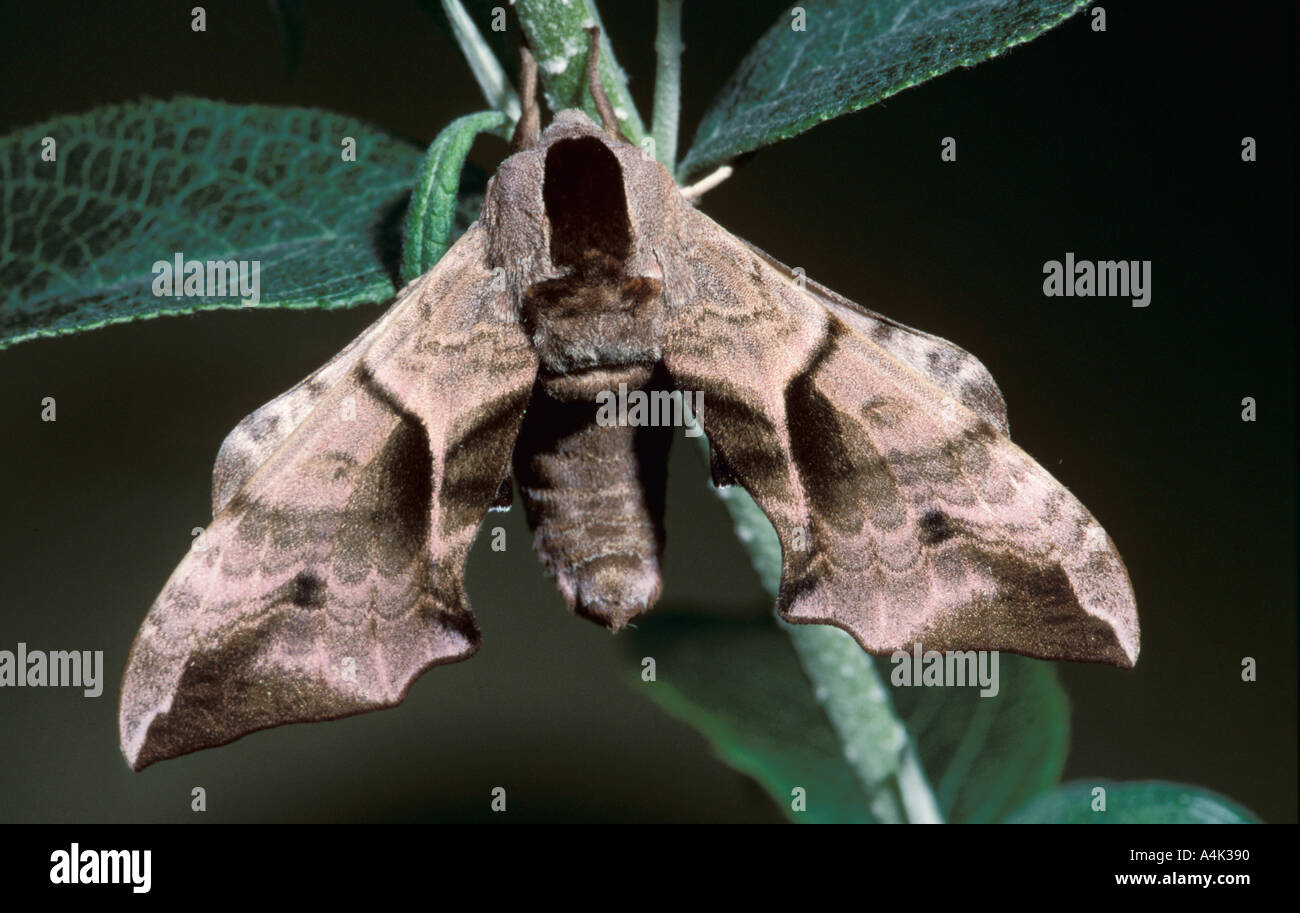 Moth night garden uk hi-res stock photography and images - Alamy