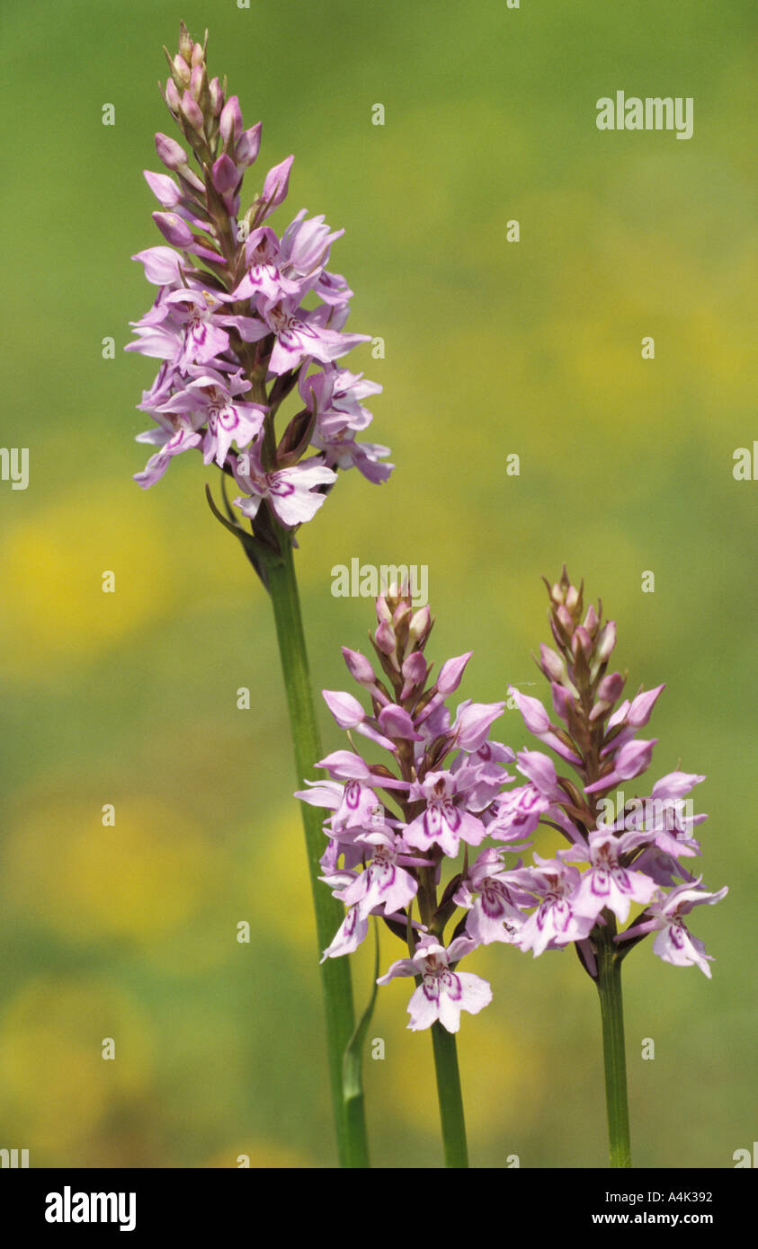 Common spotted orchid UK Stock Photo - Alamy