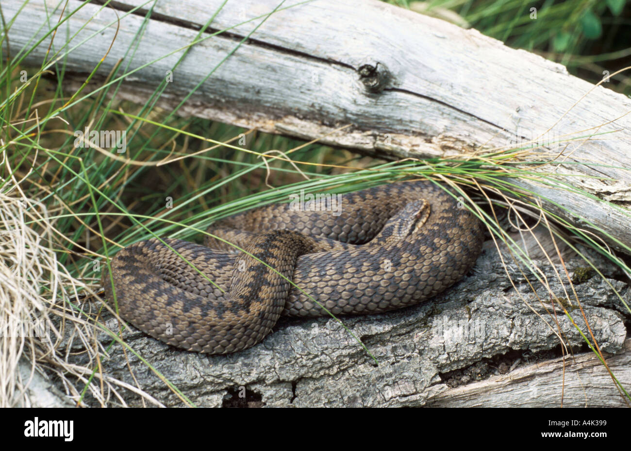 Adder Snake UK Stock Photo - Alamy