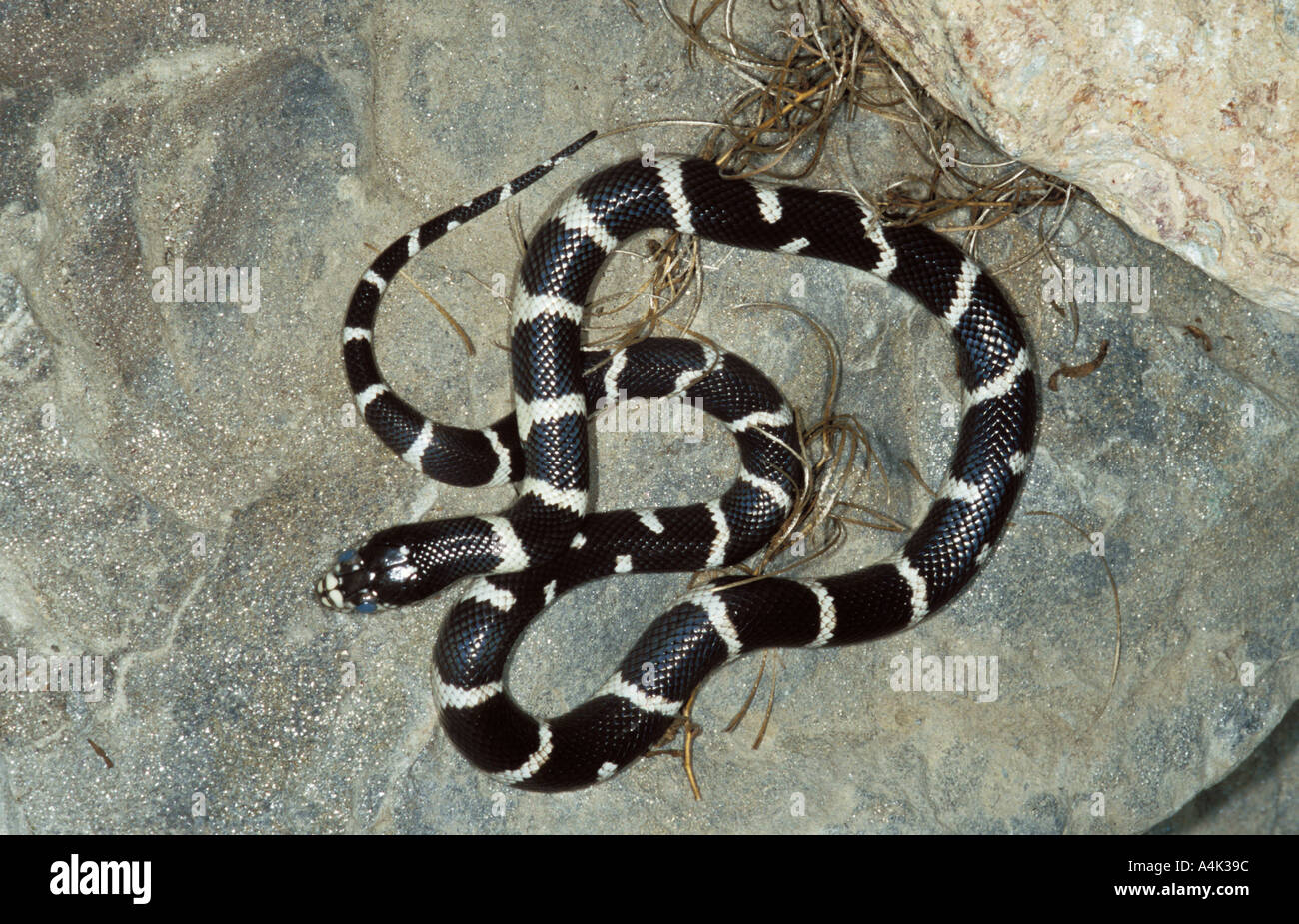 California kingsnake hi-res stock photography and images - Alamy