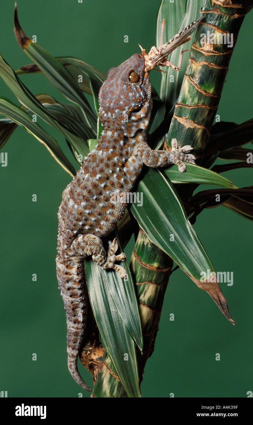 Tokay Gecko Gekko gecko Stock Photo - Alamy
