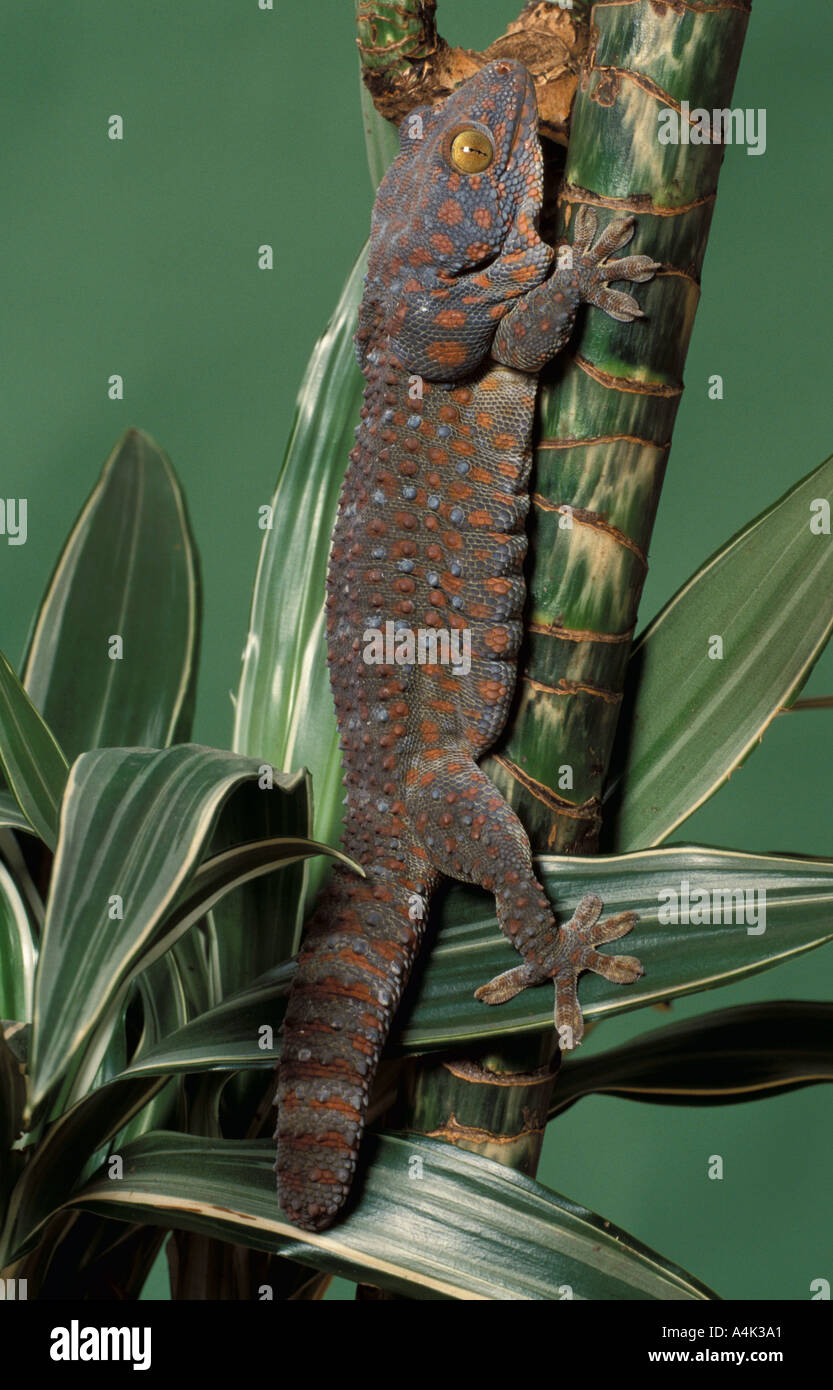 Tokay Gecko Gekko gecko Stock Photo - Alamy