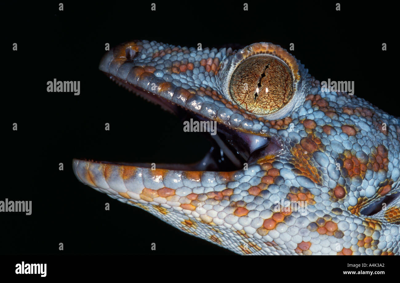 Close up of the head of a Tokay Gecko Stock Photo - Alamy