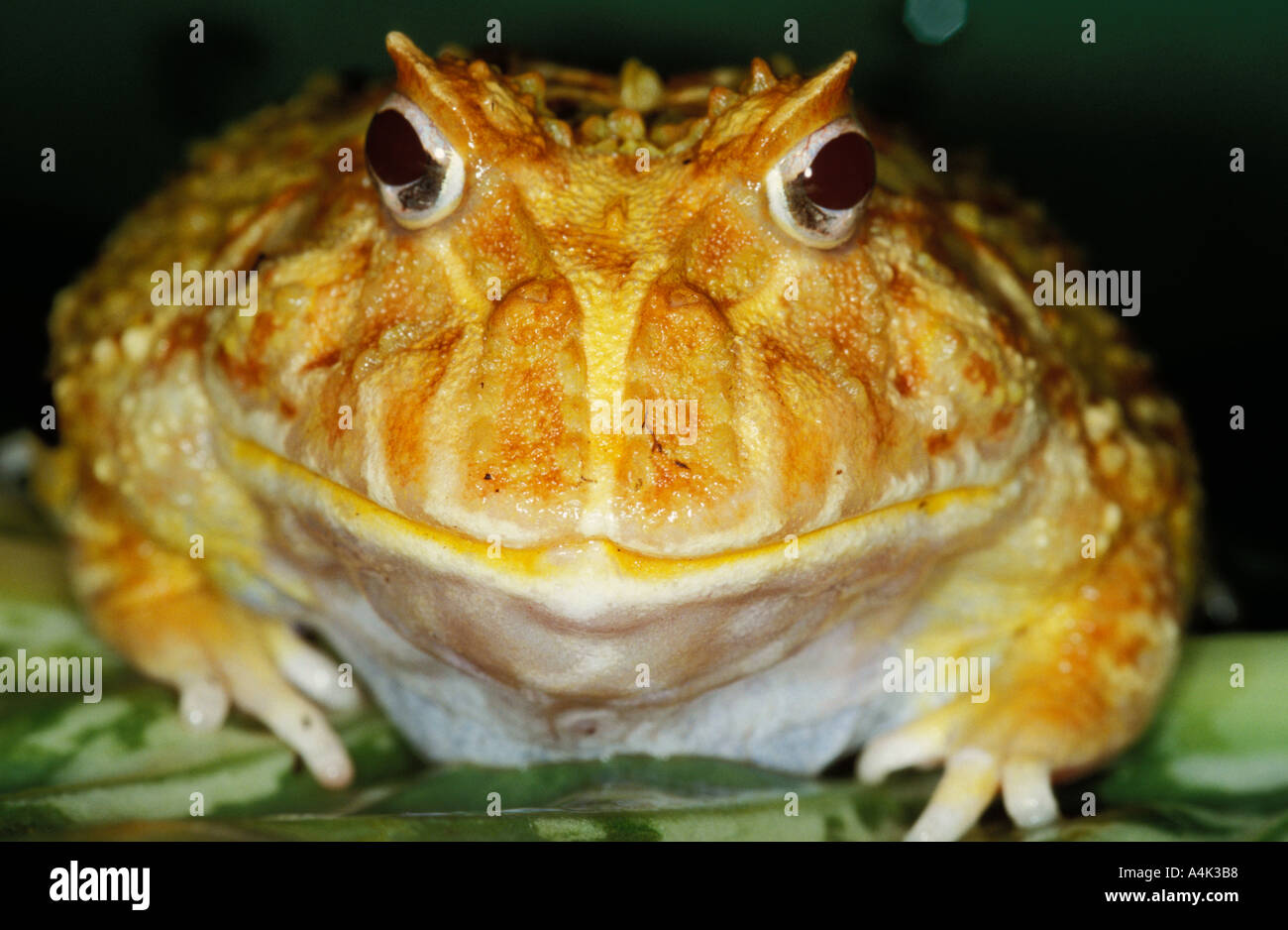 Giant Horned Frog Stock Photo - Alamy
