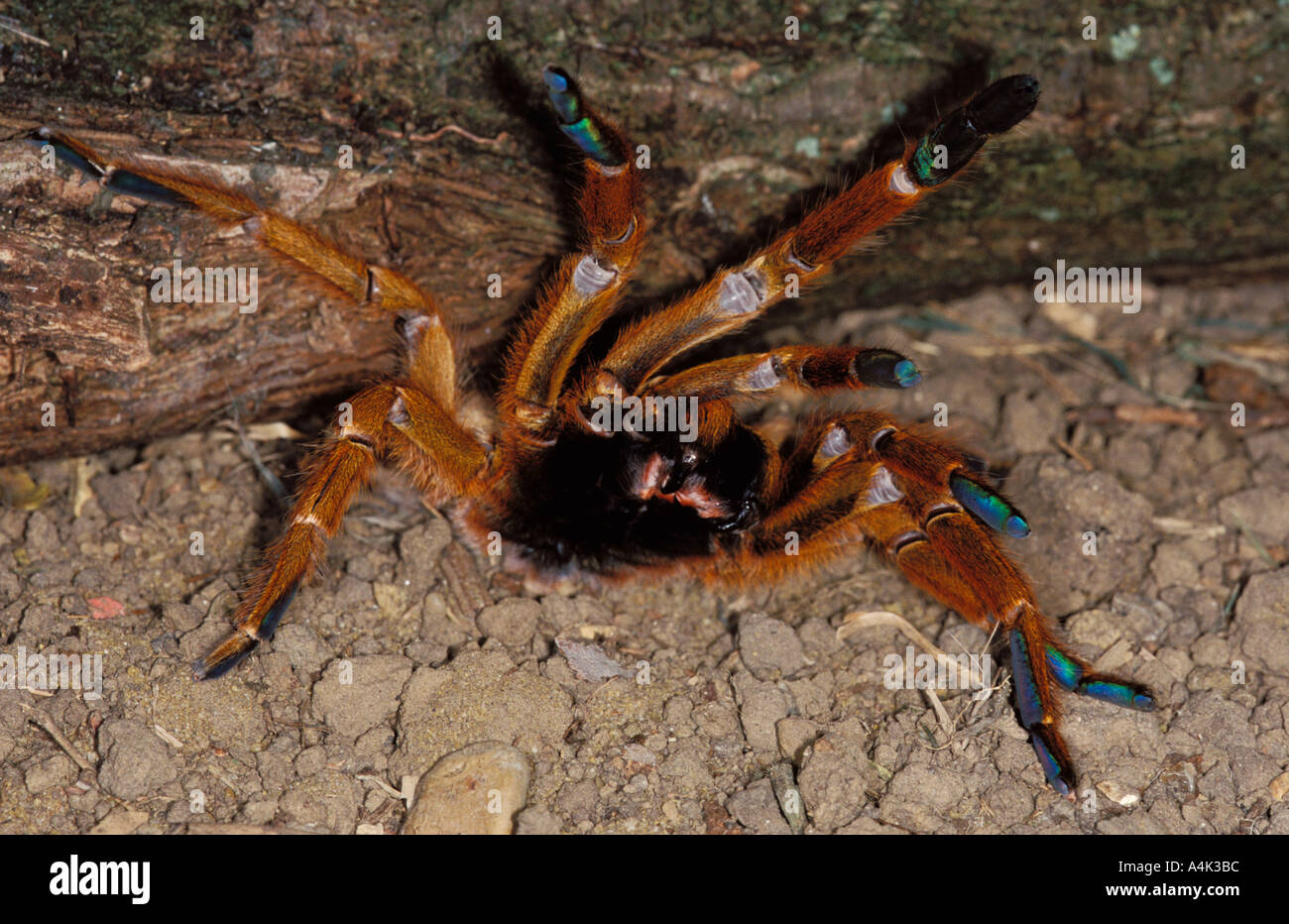 Togo or Starburst Baboon Spider Tarantula West Africa Stock Photo - Alamy