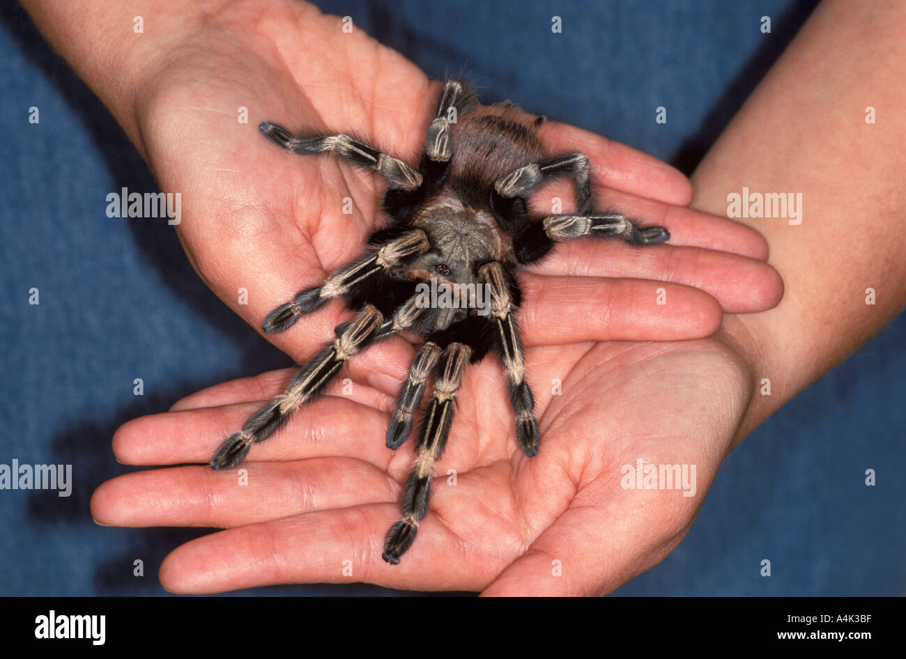 Brazilian Red And White Tarantula