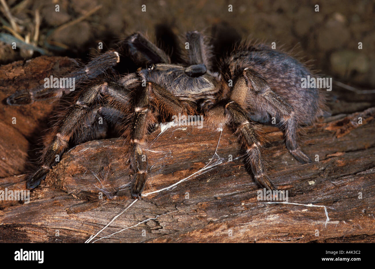 Tarantula Horned Baboon Spider Botswana Stock Photo - Alamy