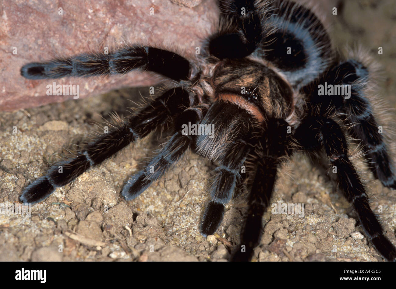 Tarantula Curly Hair Stock Photo - Alamy