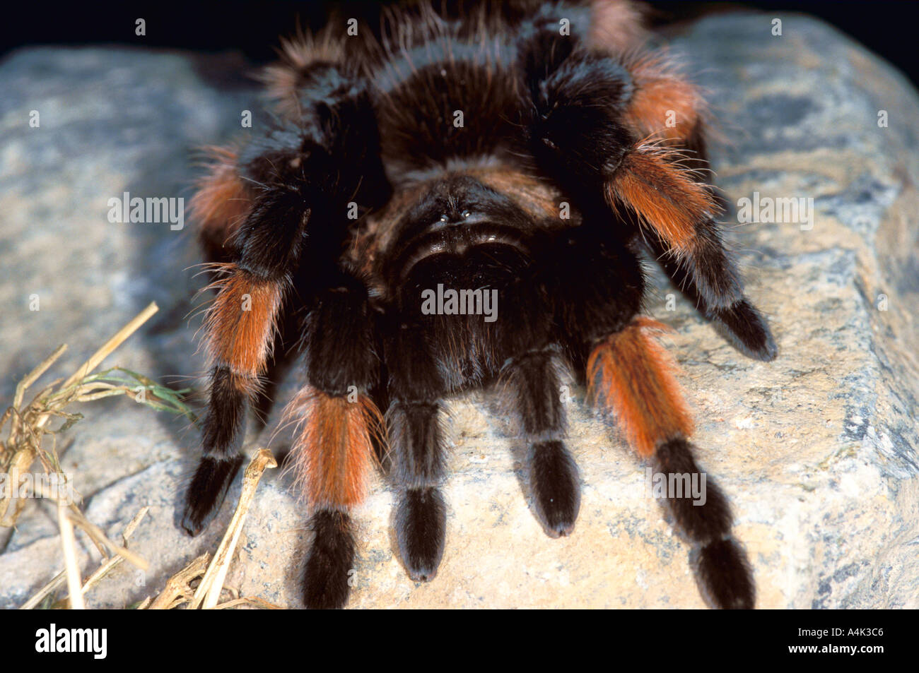 Tarantula Mexican Red Leg Spider Stock Photo - Alamy