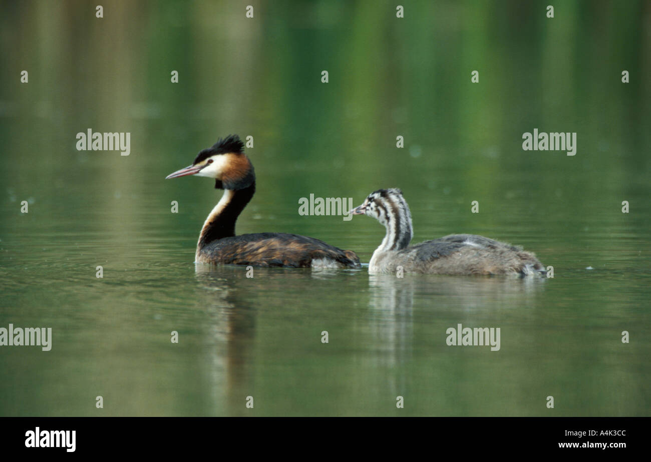 Great Crested Grebe with young UK Stock Photo - Alamy