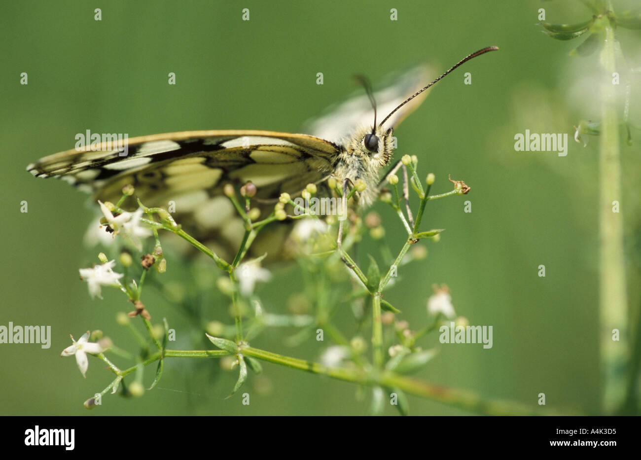 Marbled White butterfly UK Stock Photo - Alamy
