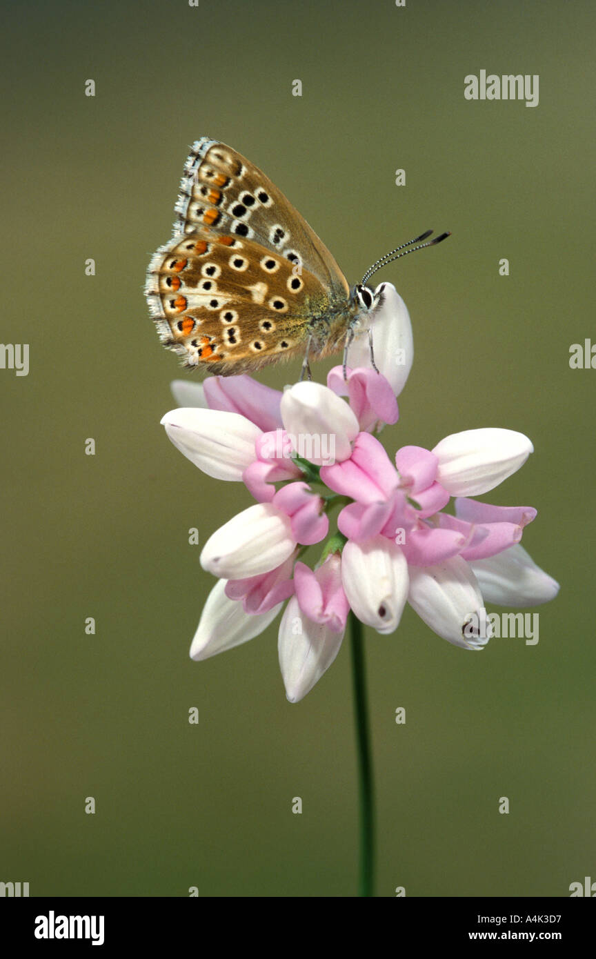 Adonis Blue Butterfly UK Stock Photo - Alamy