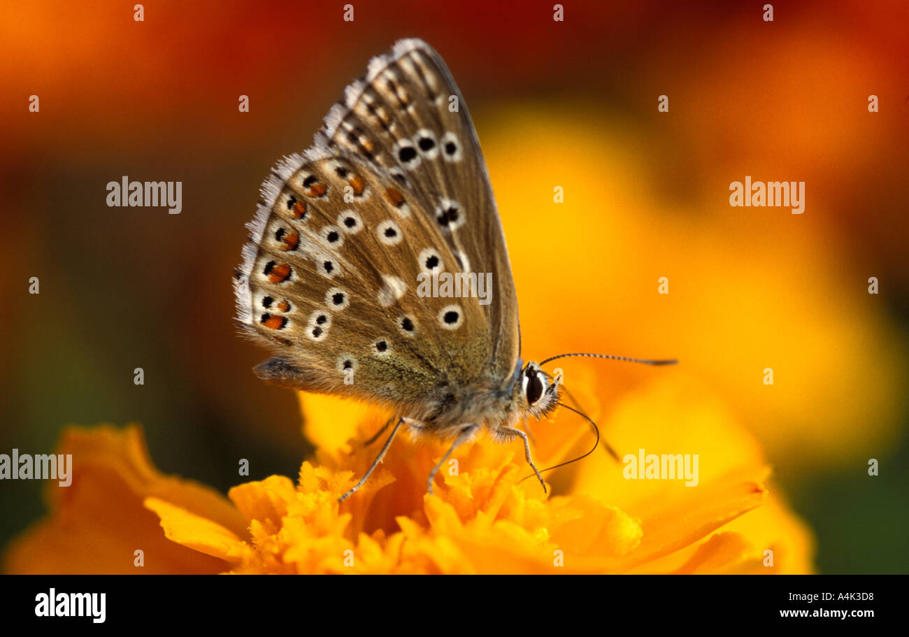 Adonis Blue Butterfly UK Stock Photo - Alamy
