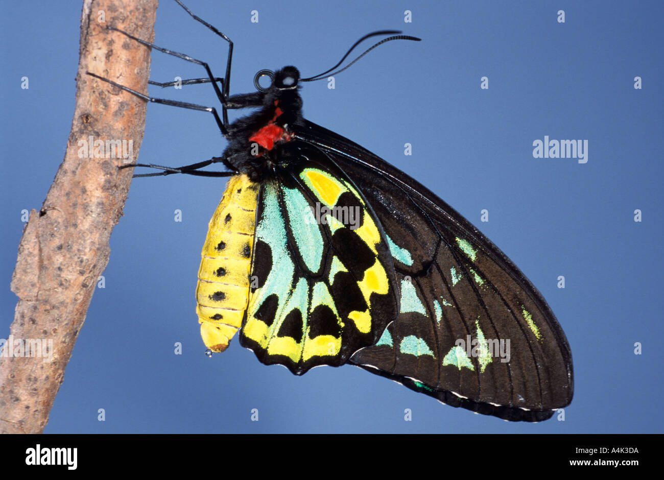Green Birdwing Butterfly New Guinea and Australia Stock Photo - Alamy
