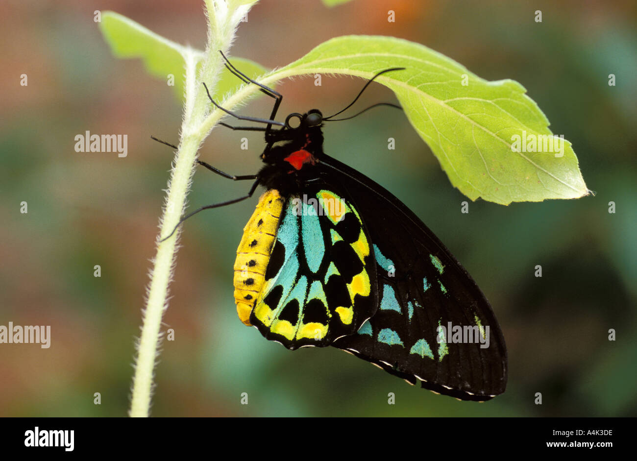 Green Birdwing Butterfly Australia Stock Photo - Alamy
