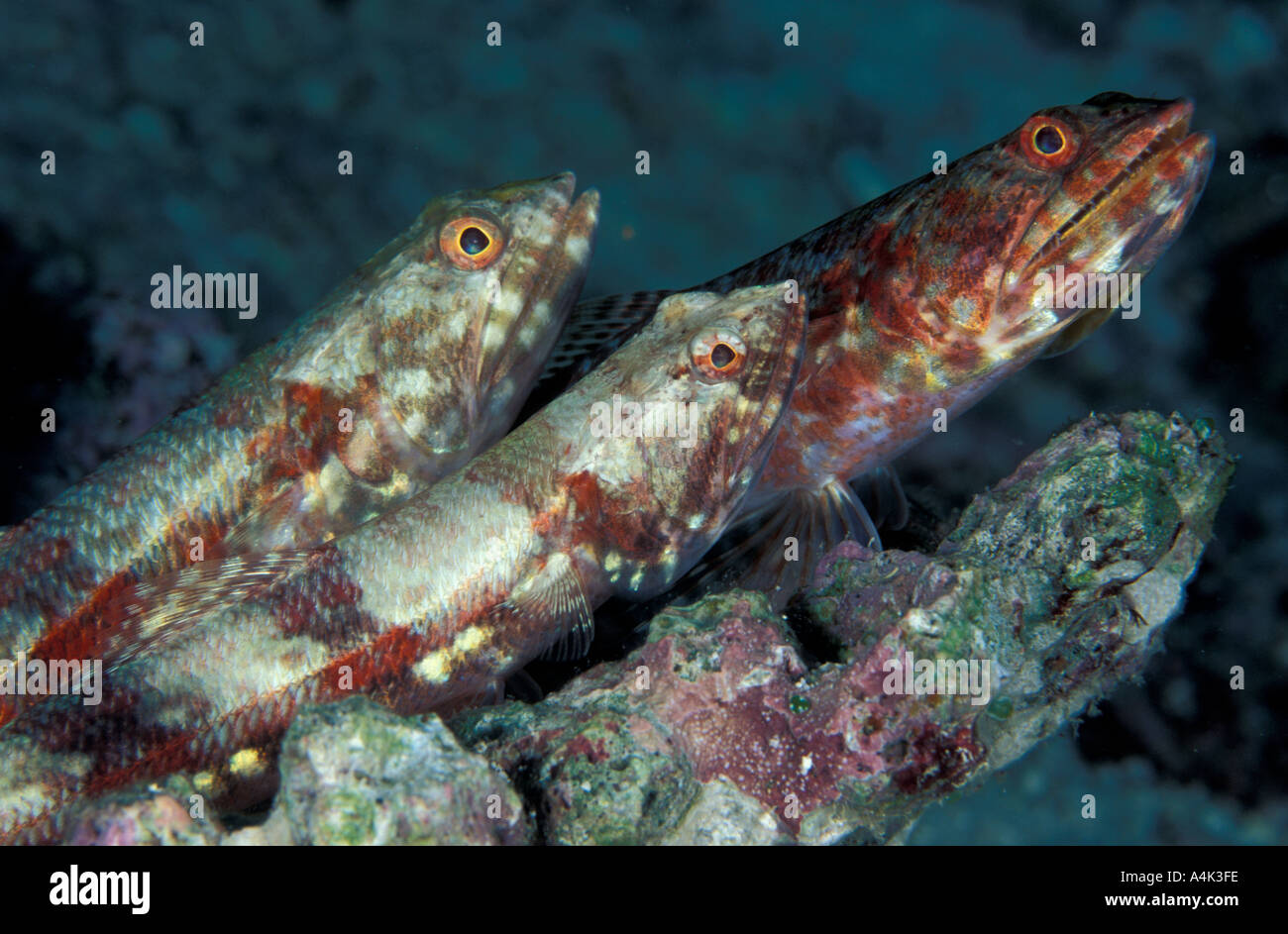 Variegated lizardfish Maldives Stock Photo - Alamy