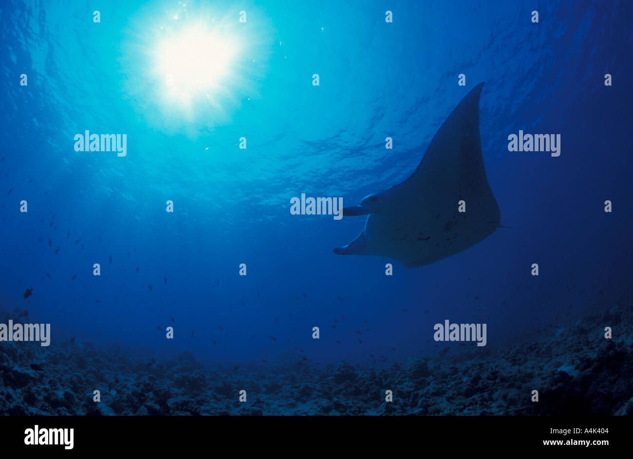Giant Manta Ray Maldives Stock Photo - Alamy
