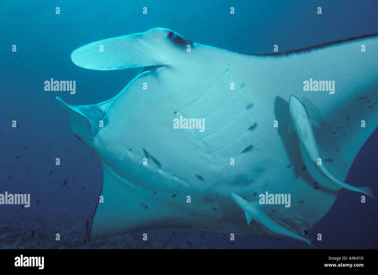 Giant Manta Ray Maldives Stock Photo - Alamy