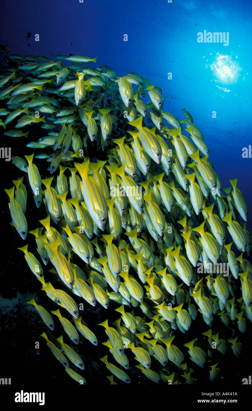 Bluestriped snapper Maldives Stock Photo - Alamy