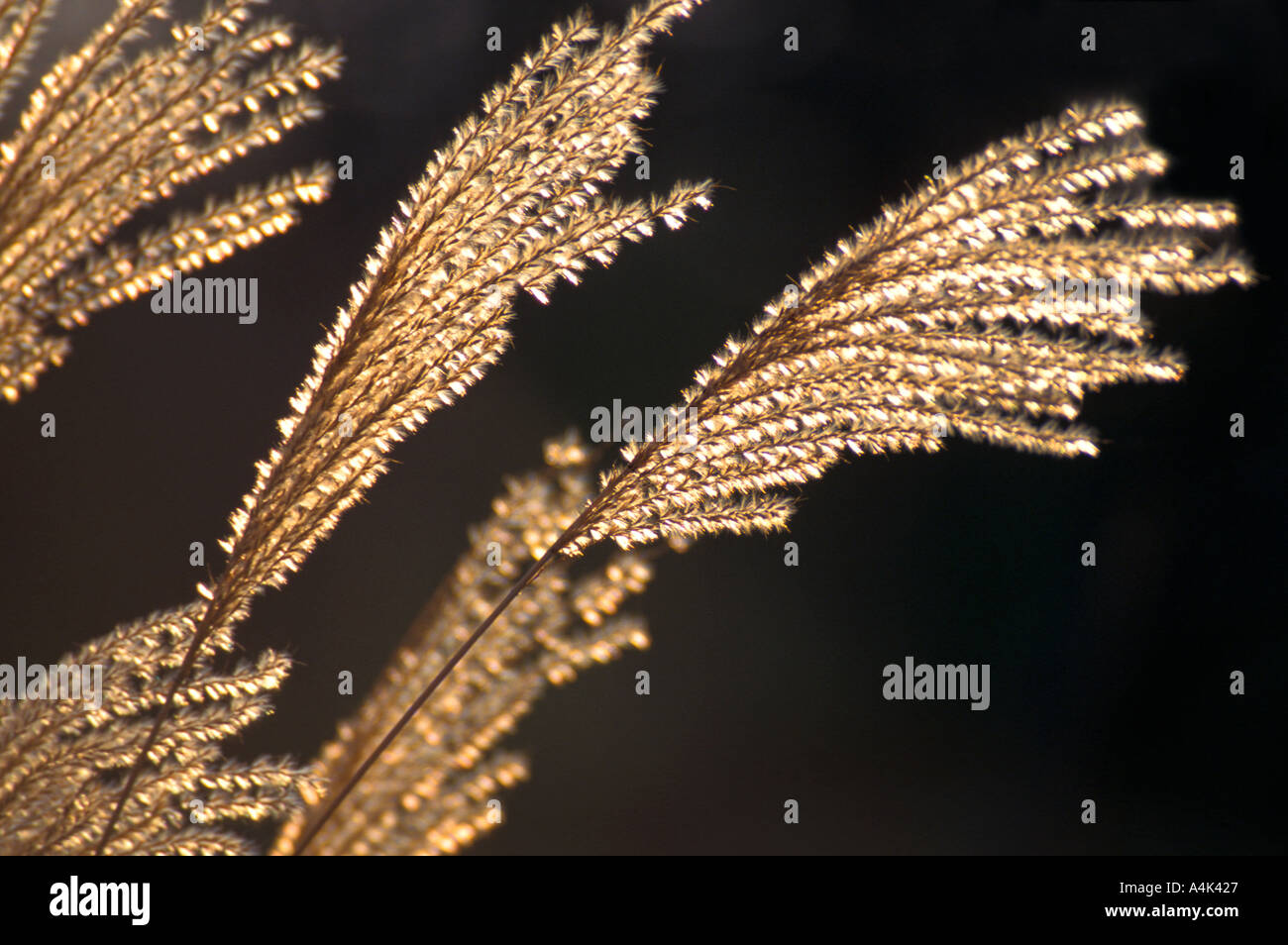 Grass common reed hi-res stock photography and images - Alamy