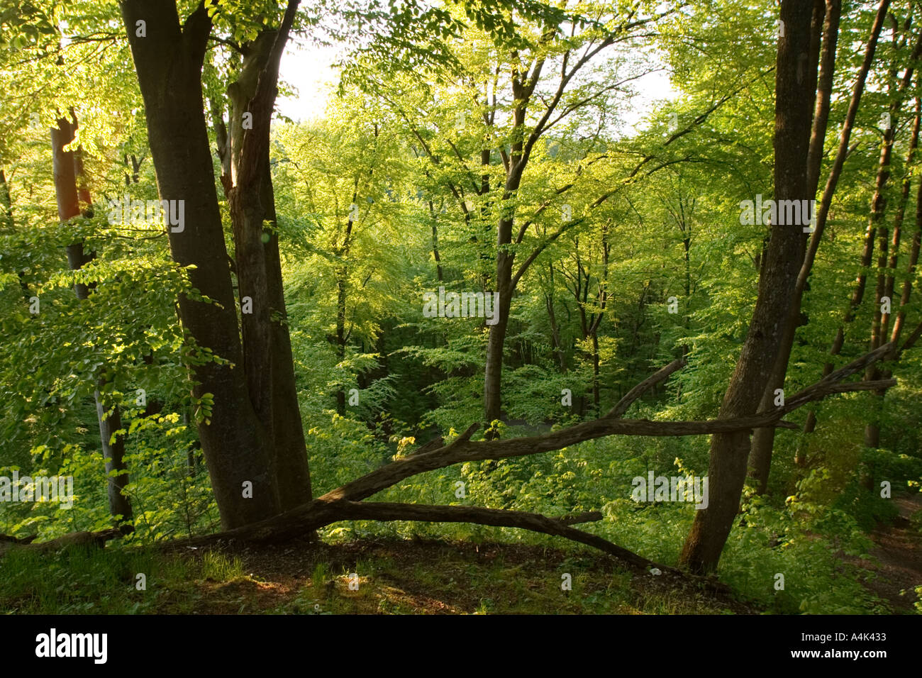 forest in Grünwald Germany Stock Photo - Alamy